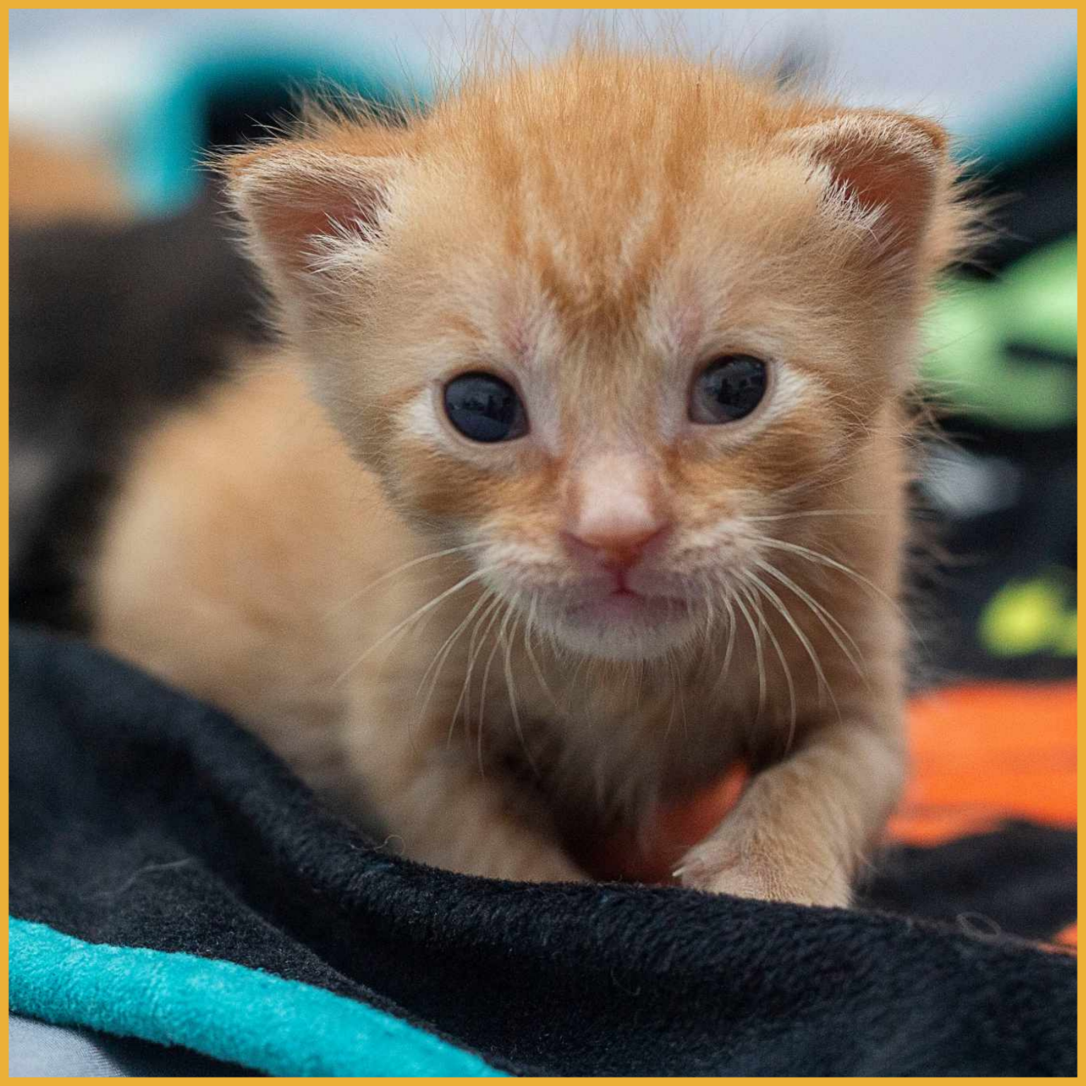 Forget Me Not Animal Rescue of Will County