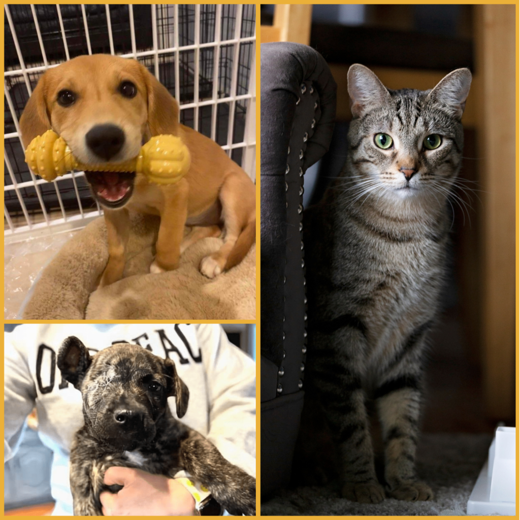 Forget Me Not Animal Rescue of Will County